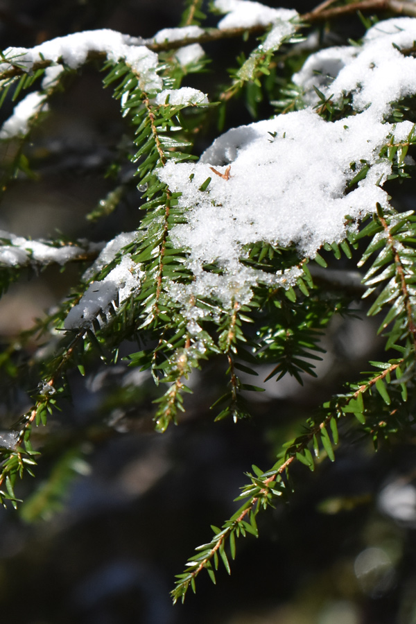Bokeh | Amberwood Media Group