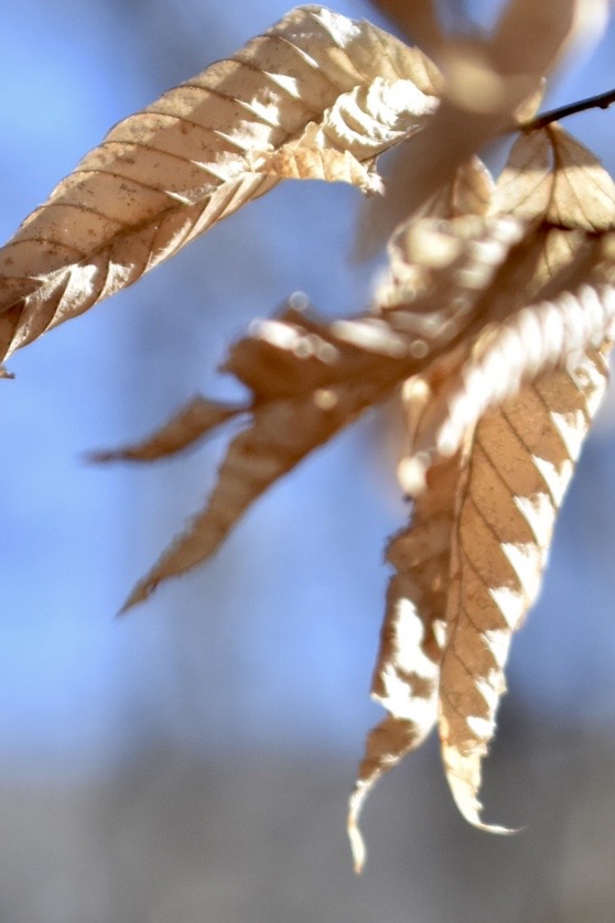 Bokeh | Amberwood Media Group